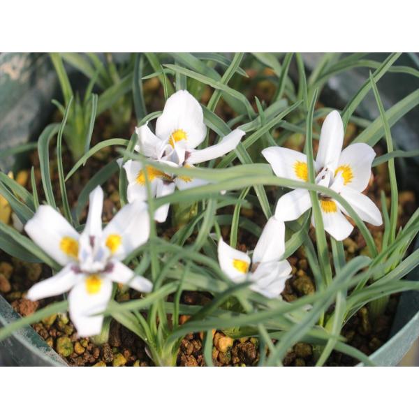 Moraea falcifolia/モラエア・ファルキフォリアです。とても良い香りがあります。Locality: Rooiwal＊2枚目の苗と同等の苗をお送りいたします。＊開花〜１作開花サイズ苗です。ご注文順に大き目の苗からお送りいたします...