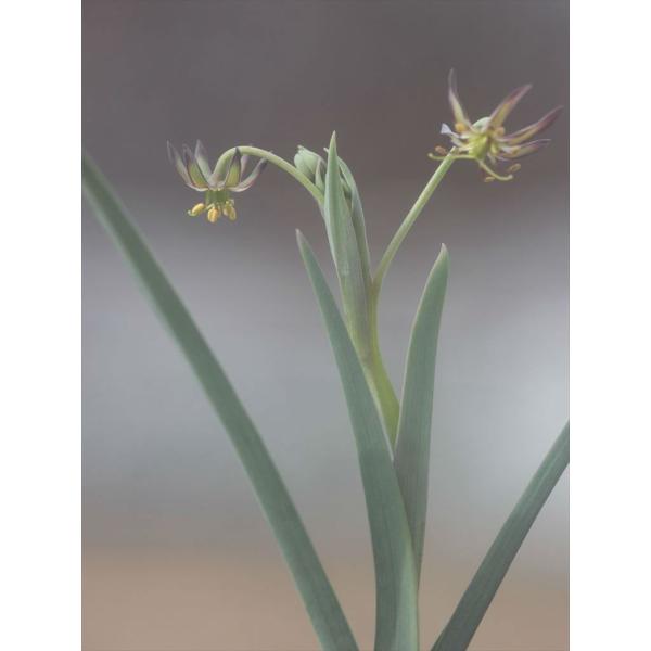 南アフリカ原産の球根、Ornithoglossum viride/オーニソグロッスム・ヴィリデです。小型種で国内ではほとんど流通しないものだと思います。苗画像は去年のもので今季は2球入りです。2.5号ロングポット（開花〜１作開花サイズ球です...