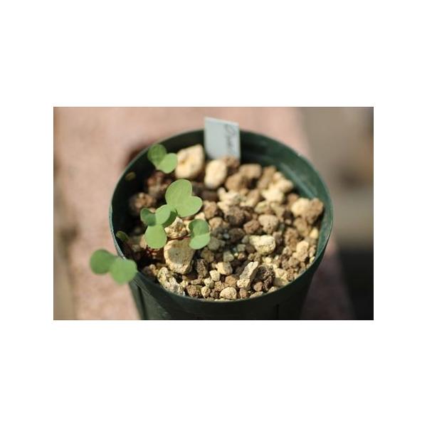 Oxalis simplex/オキザリス・シンプレックスです。ハート型の葉がかわいいオキザリスです。幣園見計らいにてお送りいたします。販売球は開花サイズ球ですが咲かない場合もございます。複数球入っています。2.5号ロングポット画像は参考画像...