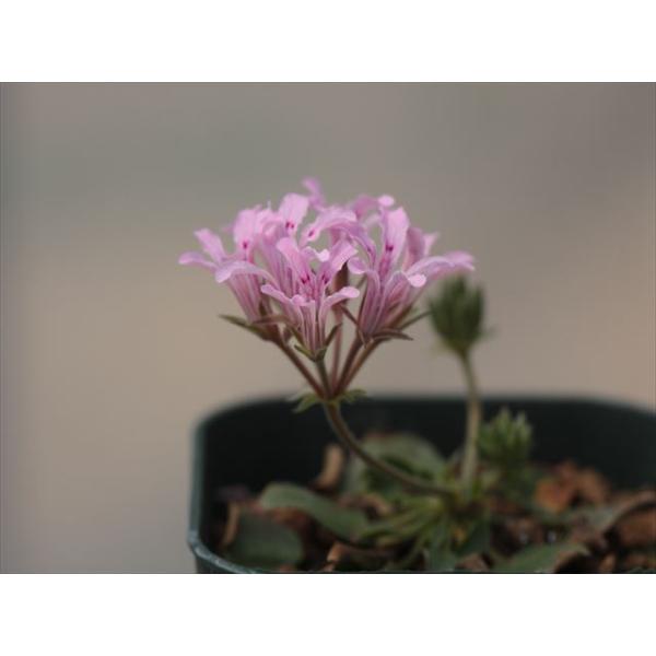 Pelargonium chelidonium ex.Hermon/ペラルゴニウム・ケリドニウムです。ペールピンクのカワイイ花です。Locality:ex.Hermon開花見込み苗です。2枚目の画像と同等の苗をお送りいたします。2.5号ロン...