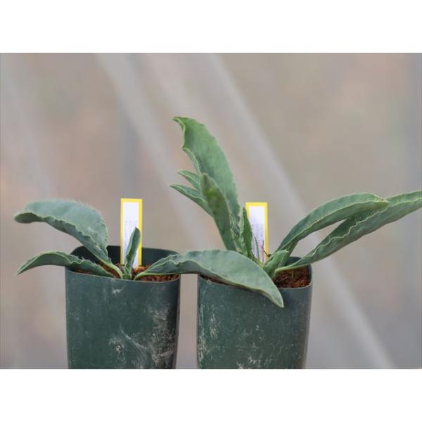 Pelargonium pilosellifolium ex.Swellendam/ペラルゴニウム・ピロセリフォリウムです。Locality: ex. Swellendam画像２枚目の苗と同等の苗を当園見計らいにてお送りいたします。販売株は...