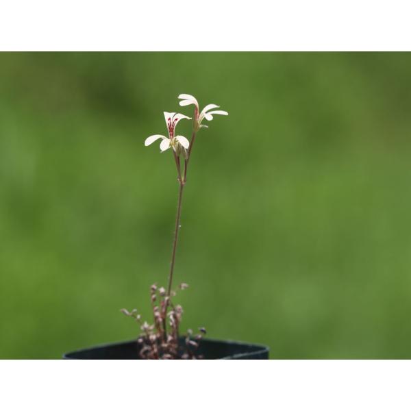 Pelargonium pinnatum ex.Cederberg /ペラルゴニウム・ピンナツムLocality: ex.Cederberg当園で所有するピンナツムの中で最も小型だと思います。＊画像１枚目は親株画像で参考画像です。販売苗は開...