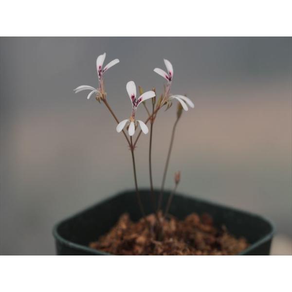 Pelargonium reflexum　ex.Bokkeveld Escarpment/ペラルゴニウム・レフレクスムです。Locality:ex.Bokkeveld Escarpment開花見込み苗です。2枚目の画像と同等の苗をお送りいた...