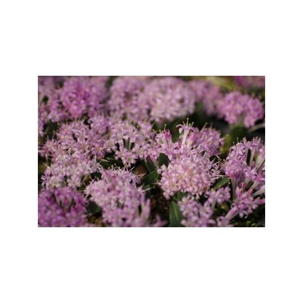 南アフリカの球根植物、Polyxena ensifolia/ポリキセナ・エンシフォリアです。現在の分類ではラケナリア属に編入されたようですが、入手当時の名前で販売いたします。＊開花画像は参考画像です。苗画像と同等の苗をお送りします。2.5号...