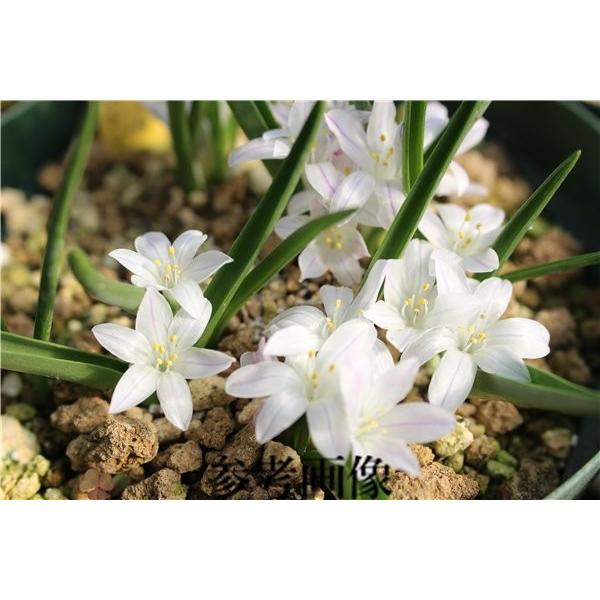 南アフリカの球根植物、Polyxena longituba/ポリキセナ・ロンギチューバです。現在の分類ではラケナリア属に編入されたようですが、入手当時の名前で販売いたします。＊開花画像は参考画像です。苗画像と同等の苗をお送りします。2.5号...