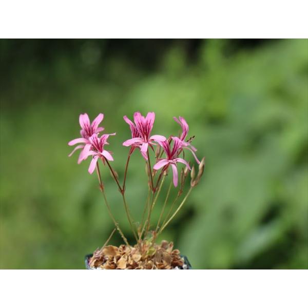 Pelargonium nummulifolium　ex.Hawequa mt./ペラルゴニウム・ヌムリフォリウムです。Locality:ex.Hawequa mt.開花見込み苗です。2枚目の画像と同等の苗をお送りいたします。2.5号ロング...