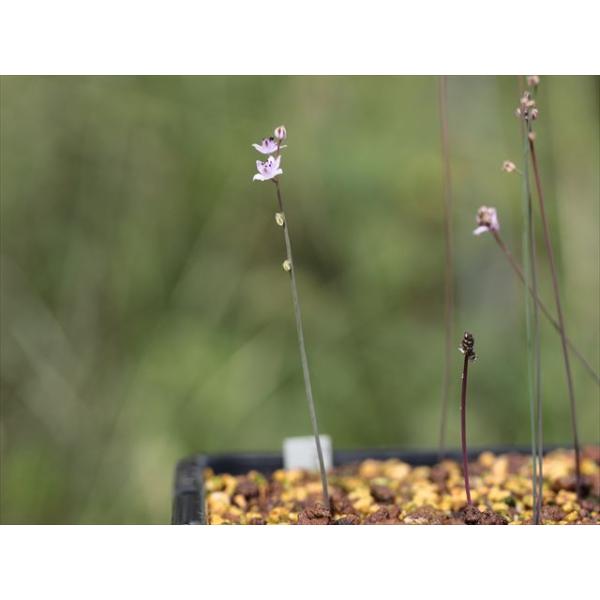 現在準備中で開花したら販売開始いたします。Prospero minima/プロスペロ・ミニマです。夏の終わりから初秋にかけて小さな花を咲かせる球根植物です。Prospero autumnale/プロスペロ・アウツムナーレの極小型種だと思いま...