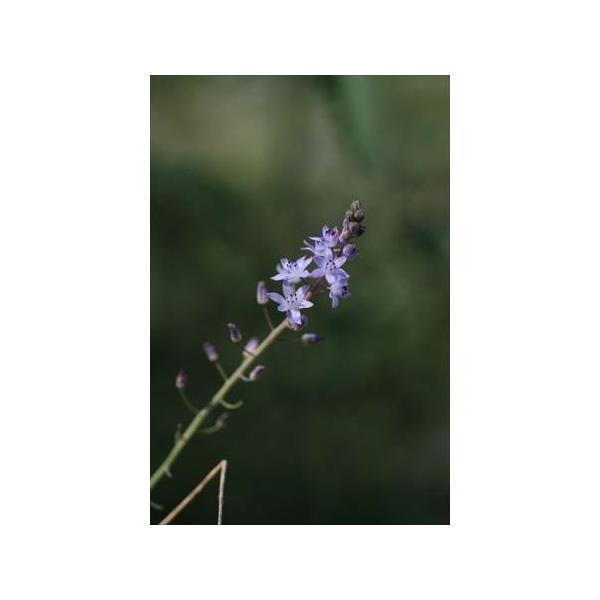 Scilla autumnalis/スキラ・アウツムナリスです。夏の終わりから初秋にかけて小さな花を咲かせる球根植物です。＊現在の分類ではProspero autumnale/プロスペロ・アウツツナーレのようです。＊開花画像は参考画像です。...