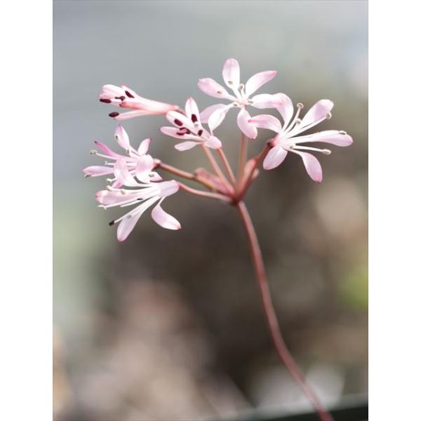 Strumaria watermeyeri/ストルマリア・ワテルメイエリです。ストルマリアの中で最もかわいい花ではないかと思います。＊2枚目の苗と同等の苗をお送りいたします。＊すべて開花見込み苗です。ご注文順に蕾付きの苗から順番にお送りいた...