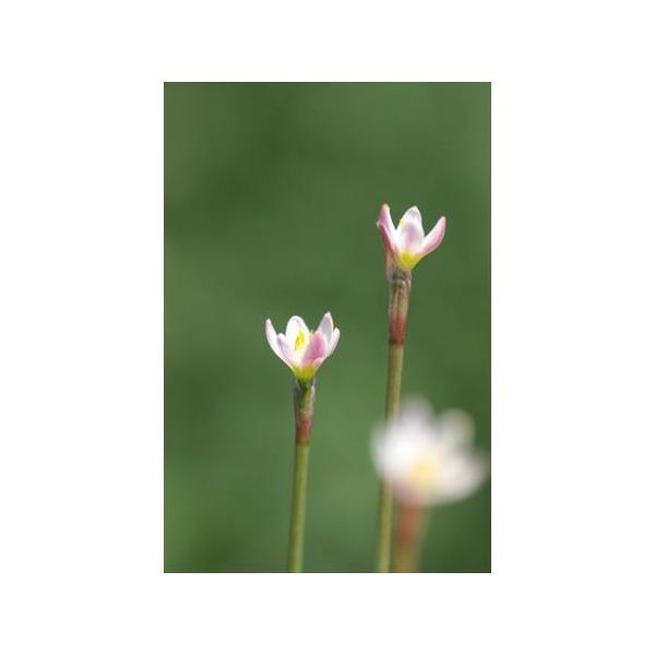 Zephyranthes minima/ゼフィランサス・ミニマ極小輪の花を咲かせるゼフィランサスです。＊開花画像は参考画像です。苗画像と同等の苗をお送りします。2.5号ポット花は咲き進みますのであらかじめご了承ください。半耐寒性ですが、凍ら...