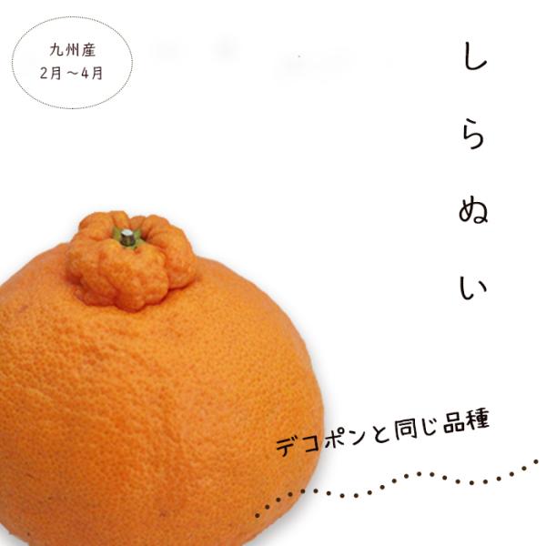 【発売日：2026年04月25日】商品： 【訳あり】大将季・しらぬい（デコポン同等品種）品種：不知火、大将季内容量： 約４ｋｇ産地： 九州産　　　（主に鹿児島県ですが、時期によっては九州各県のものをお届けします）送料： 　送料無料でお届けし...