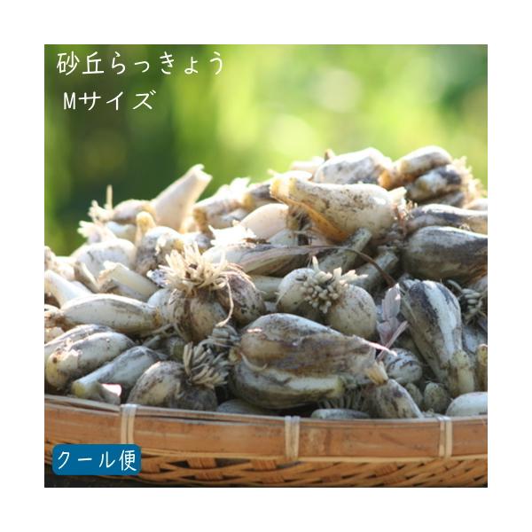 【発売日：2024年05月21日】商品： 　砂丘らっきょう（生）、Mサイズ重量： 　約4kg産地： 　鹿児島県発送： 　クール便同梱： 　10ｋｇまで１個口でお届け可能です。送料： 　送料無料でお届けします。 　　　 　※ただし、下記地域は...