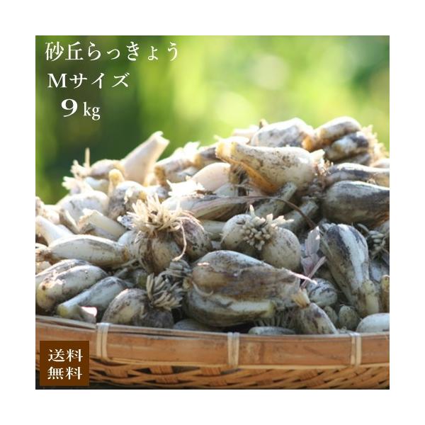 【発売日：2025年05月21日】商品： 　砂丘ラッキョウ （生）、Mサイズ重量： 　約9kg産地： 　鹿児島県発送： 　クール便同梱： 　10ｋｇまで１個口でお届け可能です。送料： 　送料無料でお届けします。 　　　 　※ただし、下記地域...