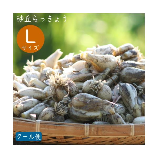 【発売日：2024年05月21日】商品： 　砂丘らっきょう（生）、Lサイズ重量： 　約1.5kg産地： 　鹿児島県発送： 　クール便同梱： 　10ｋｇまで１個口でお届け可能です。送料： 　送料無料でお届けします。 　　　 　※ただし、下記地...