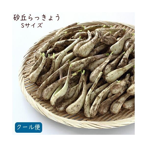 【発売日：2025年05月20日】商品： 　砂丘ラッキョウ （生）、Ｓサイズ<br>重量： 　約1.5kg<br>産地： 　鹿児島県<br>発送： 　クール便<br>同梱： 　10ｋｇまで１個...