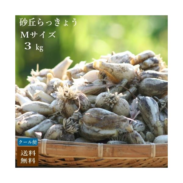 【発売日：2024年05月21日】商品： 　砂丘らっきょう（生）、Mサイズ重量： 　約３kg産地： 　鹿児島県発送： 　クール便同梱： 　10ｋｇまで１個口でお届け可能です。送料： 　送料無料でお届けします。 　　　 　※ただし、下記地域は...