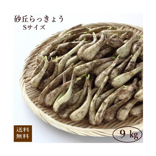 【発売日：2025年05月21日】商品： 　砂丘ラッキョウ （生）、Ｓサイズ重量： 　約9kg産地： 　鹿児島県 発送： 　クール便 同梱： 　10ｋｇまで１個口でお届け可能です。 送料： 　送料無料でお届けします。 　　　 　※ただし、下...