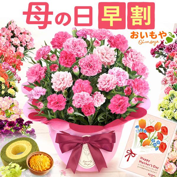 【おすすめ用途】母の日 母の日ギフト 2026 母の日プレゼント 贈り物 mothersday 母の日プレゼント スイーツ カーネーション 鉢植え お菓子 食べ物 フラワー 花鉢 花 ギフト 和菓子 洋菓子【贈る相手】 女性 お母さん 母 ...