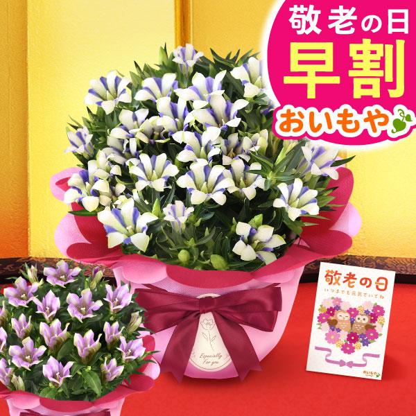 【発売日：2026年09月17日】【おすすめ用途】　敬老の日 敬老の日プレゼント 敬老の日ギフト 2026 プレゼント ギフト gift 贈り物 贈答 長寿祝い 還暦 古希 喜寿 傘寿 米寿 卒寿 白寿 百寿 紀寿 敬老会 記念品 自治会 ...