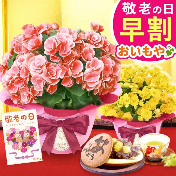【発売日：2026年09月17日】【おすすめ用途】　敬老の日 敬老の日プレゼント 敬老の日ギフト 2026 プレゼント ギフト gift 贈り物 贈答 長寿祝い 還暦 古希 喜寿 傘寿 米寿 卒寿 白寿 百寿 紀寿 敬老会 記念品 自治会 ...