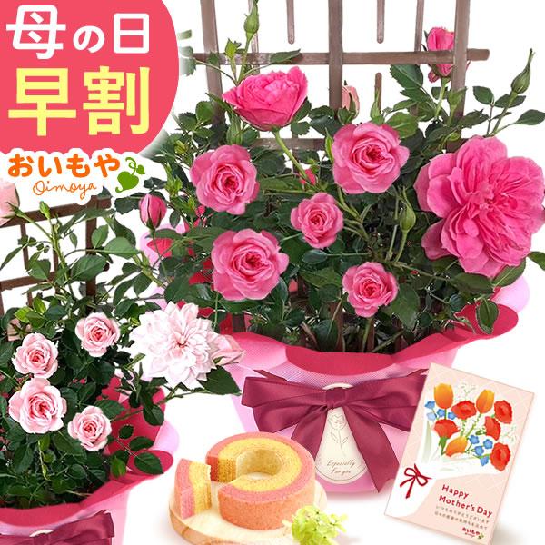 【おすすめ用途】母の日 2026 母の日ギフト 母の日プレゼント mothersday ギフト プレゼント gift 贈り物 スイーツ カーネーション 鉢植え お菓子 食べ物 フラワー 花鉢 花 ギフト 和菓子 洋菓子【贈る相手】女性 母 ...