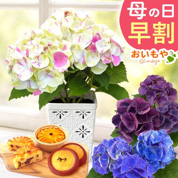 【おすすめ用途】 母の日 母の日ギフト 2026 母の日プレゼント 贈り物 mothersday スイーツ 鉢植え お菓子 食べ物 フラワー 花鉢 花 ギフト 和菓子 洋菓子 ははのひ母の日 花 ははのひ【贈る相手】 女性 お母さん 母 妻...
