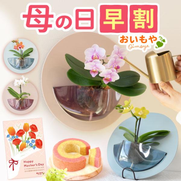 【おすすめ用途】 母の日 母の日ギフト 2026 母の日プレゼント 贈り物 mothersday スイーツ 鉢植え お菓子 食べ物 フラワー 花鉢 花 ギフト 和菓子 洋菓子 ははのひ母の日 花 ははのひ【贈る相手】 女性 お母さん 母 妻...
