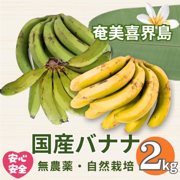 ◆◆奄美・喜界島の太陽と潮風で育った香り豊かな希少バナナを産地直送でお届け◆◆奄美群島・喜界島は、奄美群島の中でも特にミネラル豊富な土壌と温暖な気候に恵まれた南の島。この自然環境で育った三尺バナナは、市場にはほとんど出回らない希少な国産バナ...