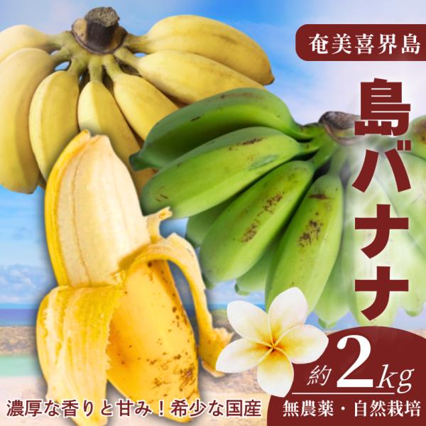 ◆◆驚くほど濃厚な甘みと香りを楽しめる、まさに“幻の国産バナナ”◆◆喜界島の太陽と潮風に育まれた「小笠原種島バナナ」。市販のバナナより小ぶりながら、驚くほど濃厚な甘みと香りを楽しめる、まさに“幻の国産バナナ”です。〇無農薬・自然栽培　喜界島...