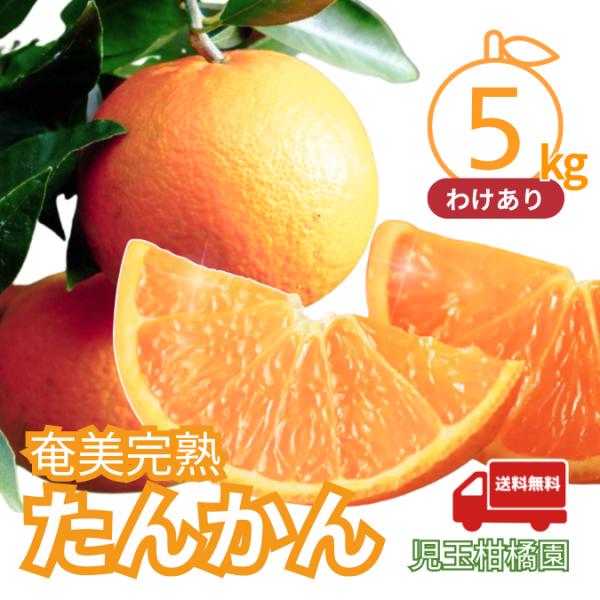 ◆◆奄美の大自然で育った、児玉柑橘園のたんかん◆◆【ご予約受付中！2026年2月中旬〜3月発送予定】太陽・海・森。奄美大島の豊かな自然に囲まれた大浜海岸近くの山中の圃場で、強い日差しと温かな潮風、そして森の恵みを受けながら育ったたんかんです...