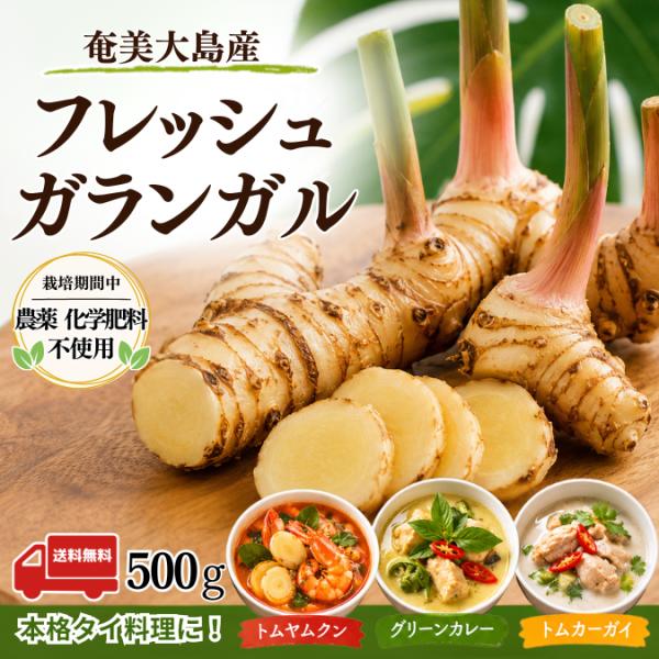 ◆◆本場タイ料理の香り！農薬・化学肥料不使用の生ガランガル◆◆奄美大島の豊かな自然環境で育てた【農薬・化学肥料不使用の生ガランガル（カー・ナンキョウ】です。ガランガルは、タイ料理やインドネシア料理に欠かせない香味スパイスで、トムヤムクン、ト...