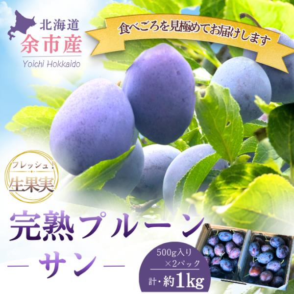 ◆◆生で味わえるのは、旬のわずかな期間だけ！生のプルーン【サン】◆◆北海道・余市町で育った、生プルーン【サン】をお届けします。プルーンというとドライフルーツを思い浮かべる方も多いですが、旬の時期にしか味わえない「生プルーン」ならではのおいし...