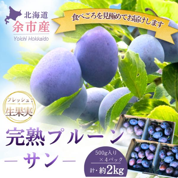 ◆◆生で味わえるのは、旬のわずかな期間だけ！生のプルーン【サン】◆◆北海道・余市町で育った、生プルーン【サン】をお届けします。プルーンというとドライフルーツを思い浮かべる方も多いですが、旬の時期にしか味わえない「生プルーン」ならではのおいし...