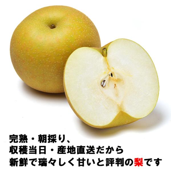 ★ランキング入賞★矢口さんちの完熟梨　幸水：7月下旬〜8月下旬　豊水：8月下旬〜9月下旬　新高：9月中旬〜10月初旬　新興：9月中旬〜10月初旬■【完熟朝取り】ご注文順に収穫当日に出荷します。■ 品種の特徴　・幸水：瑞々しいさっぱりとした甘...
