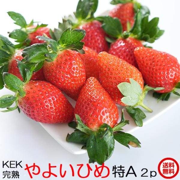 ■KEK いちご やよいひめ 大粒 (特A)・群馬県が育成した「とねほっぺ」と栃木県が育成した「とちおとめ」をかけあわせてできた品種です。・他のイチゴにはない上品な橙赤色と大粒でしっかりとした果肉、甘味が強くてまろやかな酸味があり、風味のよ...