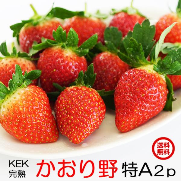■大粒の完熟いちご（イチゴ/苺/strawberry） かおり野（かおりの）・育成に18年という長い年月を費やし、三重県が開発した極早生の育成品種です。・酸味が少なく、爽やかな甘さと香りが特徴です。・リナロールというフレッシュな甘い香気成分...