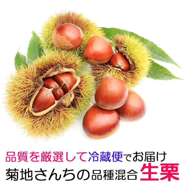 【菊池さんちの茨城の生栗（生栗）1k箱】１．栗の品種（筑波、丹沢）お届け２．出荷期間限定（9月上旬〜10月下旬）です。　　予約順に出荷いたします。　※お届け日は生産者お任せとなります。３．無燻蒸(無燻蒸)でお届けします。(常温保管厳禁)　　...