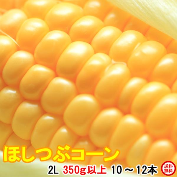 《朝採りとうもろこし》とうもろこし わくわく、ゴールドラッシュネオ、〃みわく、〃90、味来390いずれかお届け■1 梨で大好評をいただいた矢口さんちの朝採りとうもろこし■2 甘みが強く粒皮やわらか・・・生食もおすすめ!■3 朝採り、当日出荷...