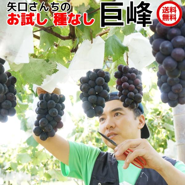 お試し送料無料！《不揃い巨峰》矢口さんちの朝採り巨峰※9月初旬出荷開始10月初旬まで■1 矢口さんちの朝採り巨峰■2 ご家庭で楽しんでいただけるよう不揃いでお安くしました。■3 朝採り、当日出荷で鮮度抜群！さっぱりとした甘さが特徴です！※1...