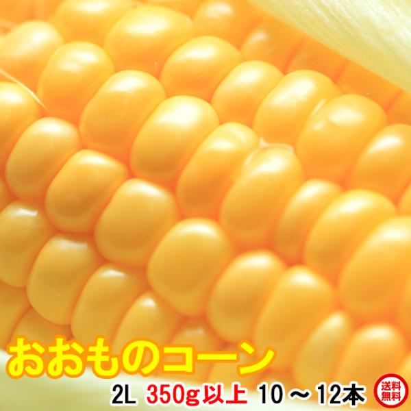 《朝採りとうもろこし》　おおもの■1 梨で大好評をいただいた矢口さんちの朝採りとうもろこし■2 おおもの(７月中旬〜７月下旬)　　糖度が高くとても甘く、食味が極めて良い品種です。　　皮付総重500g前後のジャンボサイズです。　　食感はまるで...
