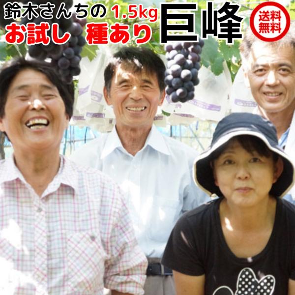 ≪鈴木ぶどう園の朝採り訳あり巨峰(種あり)約1.5kg≫※出荷期間：8月中旬出荷開始9月下旬まで■訳あり巨峰１．房のすき、粒不揃い　　粒や房が均一でないものになります。２．赤っぽい色むら　　粒の中に、赤っぽい色が混じっています。３．小房で重...