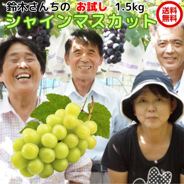 ≪鈴木ぶどう園の朝採り訳ありシャインマスカット約1.5kg≫※出荷期間：8月中旬出荷開始9月下旬まで■訳ありシャインマスカット１．房のすき、粒不揃い　　粒や房が均一でないものになります。２．色むらがございます。３．小房で重量調整　　規格重量...