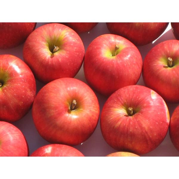 ●岩手県のりんごは、甘味酸味のバランスの良いりんごが多くなってきました。当店で選りすぐってお届け致します。（品種のご指定はできません。当店でその時期の良いものを選んでお届け致します。）◆９月〜１１月上旬は早生・中生の品種のりんご（さんさ、つ...