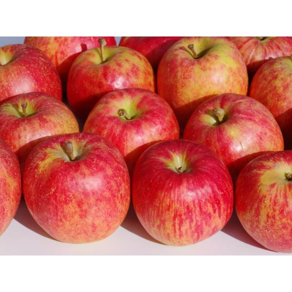 青森県産の減農薬減化学肥料りんごです。甘味と酸味のバランスが良い減農薬減化学肥料りんごをお召し上がりください。