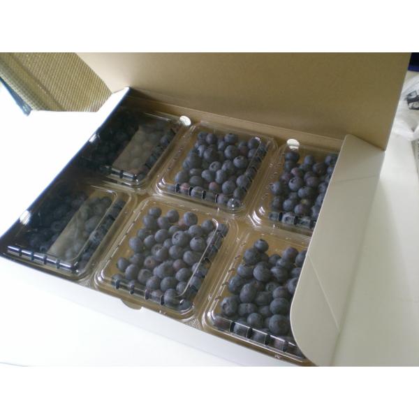 生ブルーベリー750g（無農薬125g×6パック）無農薬有機EM栽培は安心安全です。その他の呼び名長野県南箕輪村産　生ブルーベリー 冷蔵