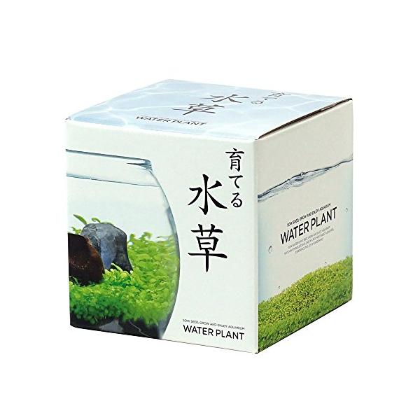 サイズ：約12.6x12x11.6cm原産国:日本セット内容:ガラス鉢 土 種 石 流木 説明書サイズ:12.6x12x11.6cmDIY・工具・ガーデン:ガーデン:種・苗:栽培キット