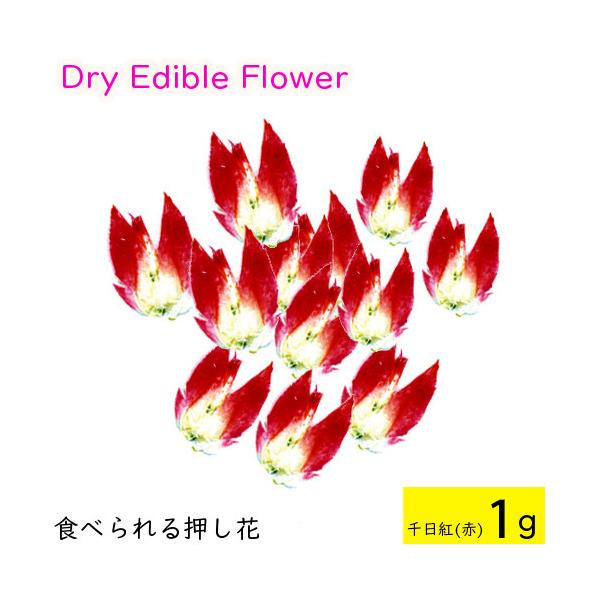 エディブルフラワー（食用花）のドライフラワー！お料理やお菓子作りのアクセントやハンドメイドなど使い方は多種多様。お花と違い、乾燥しているため長期保管が可能なので手軽にご家庭でご使用いただけます。【千日紅(赤)】千日紅は一年草ですが、真夏の大...