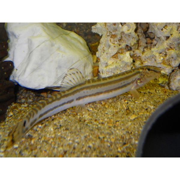 ☆OKATAN☆チュウガタスジシマドジョウ 8〜11cm雌雄：指定不可採集地：岡山県（天然採集）採集可能期：5〜11月標準和名：チュウガタスジシマドジョウ学名：Cobitis striata striata分類：コイ目ドジョウ科シマドジョウ...