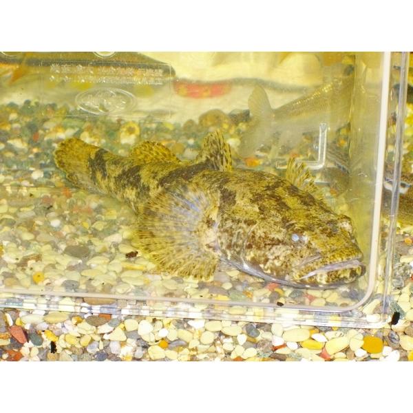 ☆OKATAN☆ドンコ 12〜16cm雌雄：指定不可採集地：主に岡山県（天然採集）標準和名：ドンコ学名：Odontobutis obscura分類：スズキ目ハゼ亜目ドンコ科ドンコ属自然分布：愛知県/新潟県以西本州・四国・九州、大韓民国巨済島...