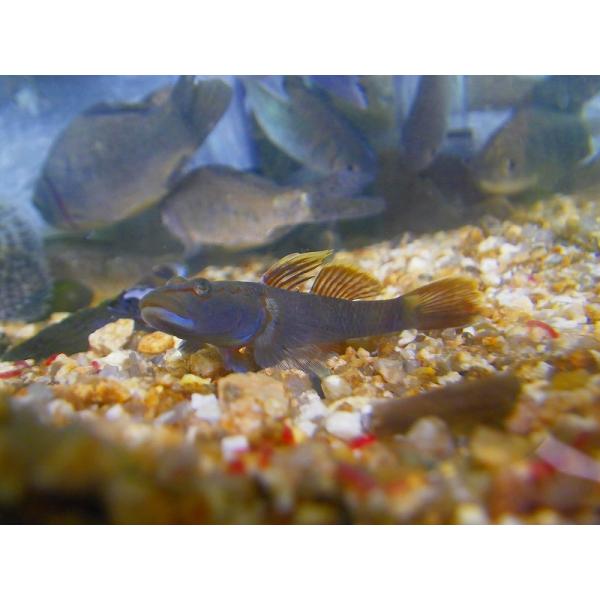 ☆OKATAN☆カワヨシノボリ ペアセット販売個体サイズ：4cm以上採集地：主に岡山県（天然採集）採集可能期：ほぼ周年標準和名：カワヨシノボリ学名：Rhinogobius flumineus分類：スズキ目ハゼ科ゴビオネルス亜科ヨシノボリ属自...